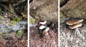 Siklus Hidup Jamur Ganoderma dari Kecil hingga Besar