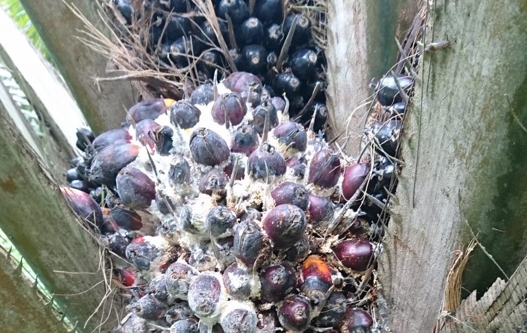 7 Penyakit yang Sering Terjadi pada Tanaman Kelapa Sawit