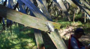 Ciri dan Jenis Ulat Api yang Menyerang Kelapa Sawit