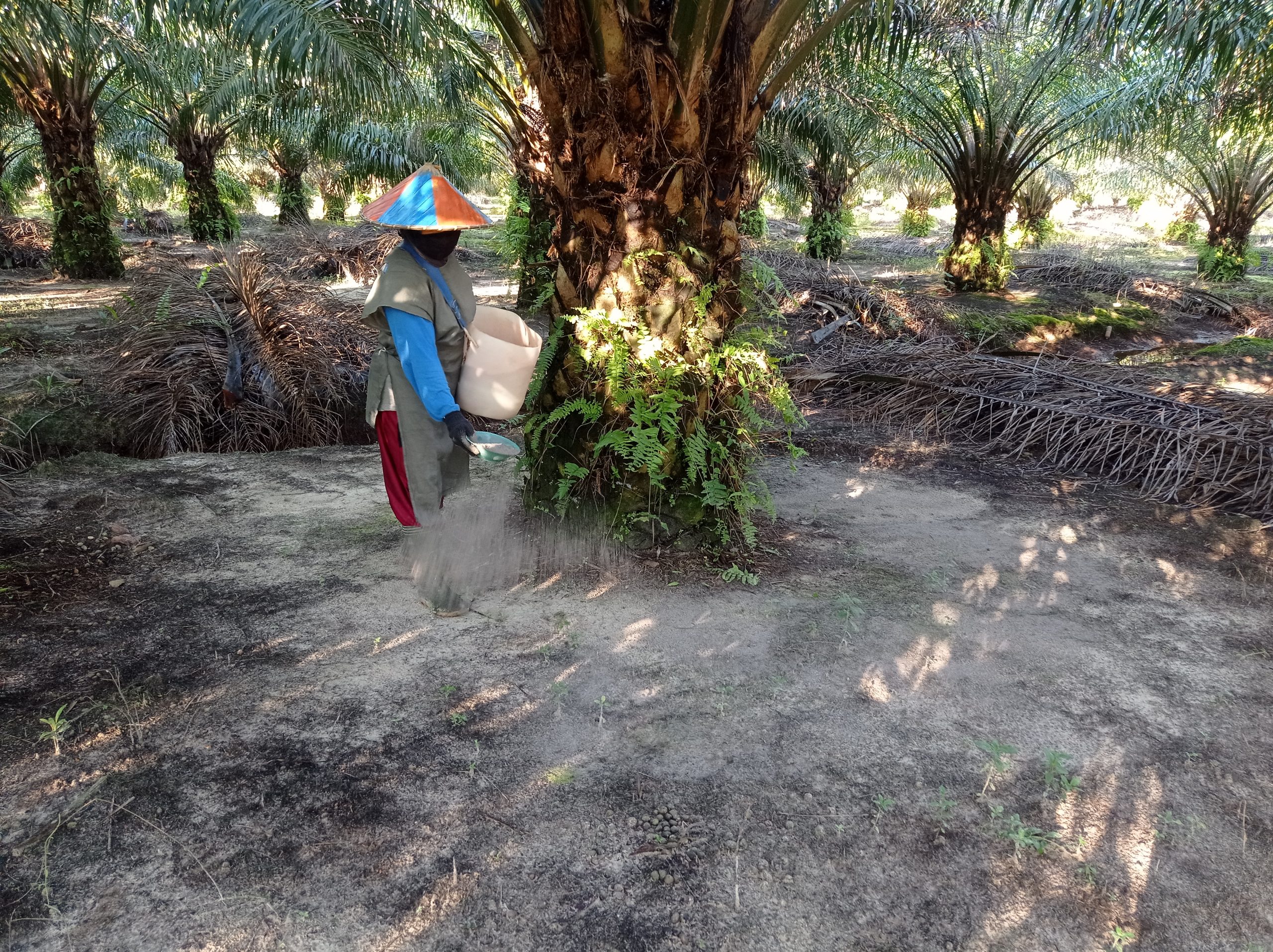 Kelebihan Pupuk MOAF® Dibanding Pupuk Konvensional Lain