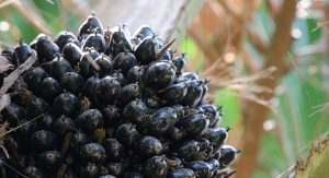 Hama pada Tanaman Sawit yang Bisa Merugikan Bisnis Anda!